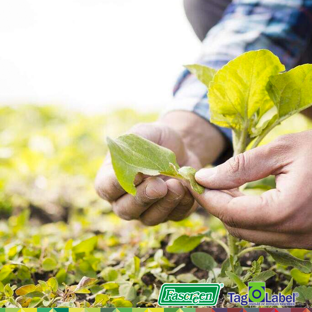 Pequeno e médio produtor agrícola: saiba mais sobre agricultura ...